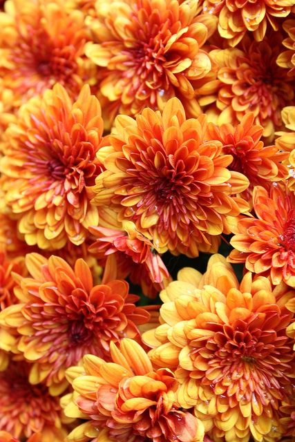 Guide to charming chrysanthemums ~ The Flower Hub