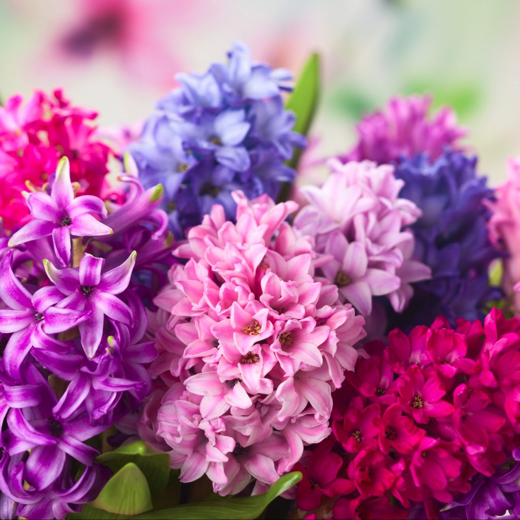 DIY How to Incorporate Hyacinths in Floral Design - The Flower Hub