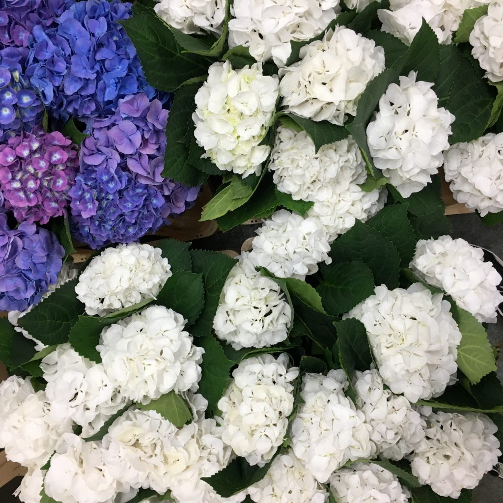 How to Condition Hydrangea ~ The Flower Hub